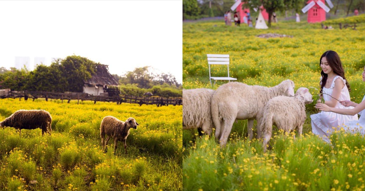 Vườn cúc sao băng cùng đàn cừu tuyệt đẹp ở Hà Nội - Du lịch - Việt Giải Trí
