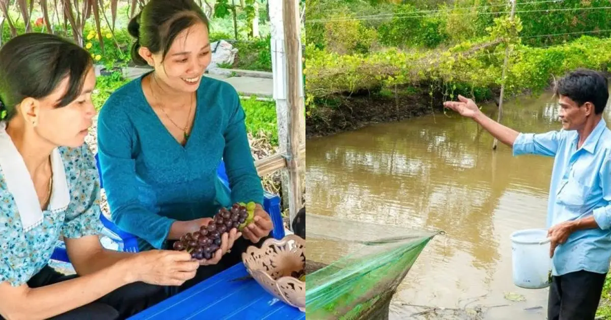 Cà Mau mở hướng đi từ trồng nho làm du lịch ven thành phố - Du lịch - Việt Giải Trí